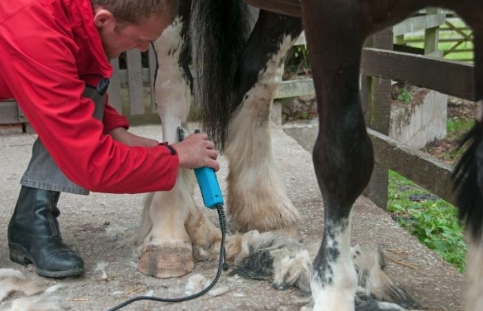 Why Horses Are Clipped: Everything You Need To Know
