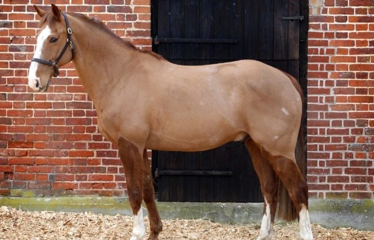 Why Horses Are Clipped: Everything You Need To Know