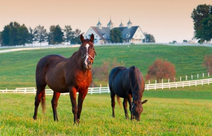 How To Start A Boarding Barn & Stable: Essential Guide