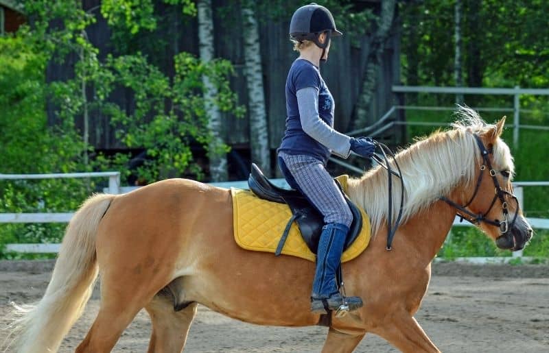 How To Ride A Horse (Quick Start Guide For Beginners)