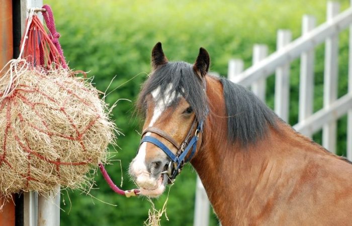 How To Know If Your Hay Is Bad: Essential Horse Hay Guide
