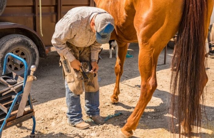 How to Become a Horse Farrier: Essential Guide