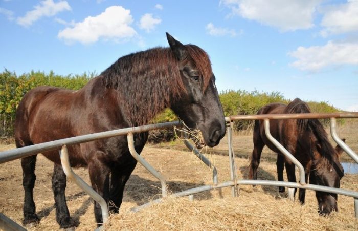 What Is A Percheron Horse? Pictures & Fun Facts
