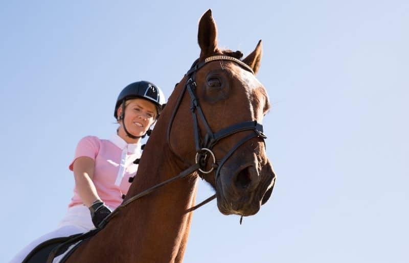 Top 10 Horse Colleges In the US for Equestrians