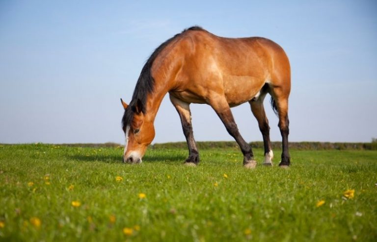21 Common Horse Colors, Markings, & Patterns With Pictures