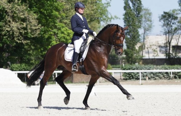 5 Most Common Horse Training Mistakes