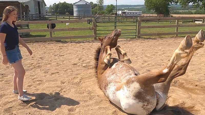 Ways You Can Play With Your Horse