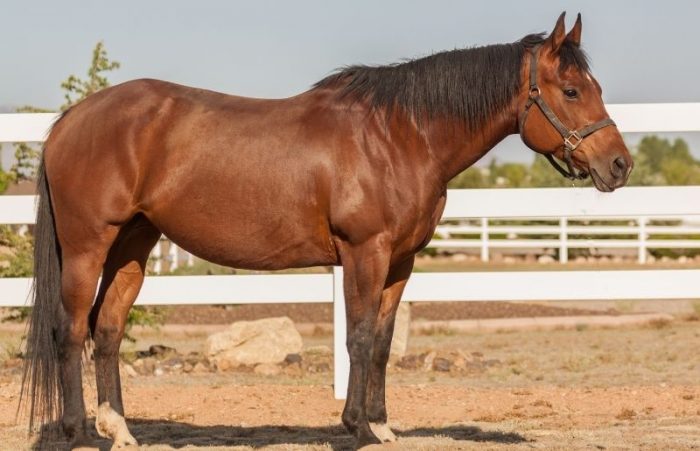 Best Horse Breeds For Riding: Smooth & Beginner Friendly