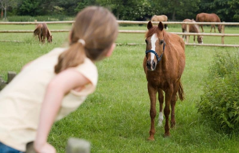 Tips For Choosing Your First Horse: Beginner's Guide