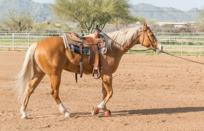21 Common Horse Colors, Markings, & Patterns With Pictures