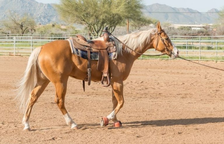 21 Common Horse Colors, Markings, & Patterns With Pictures