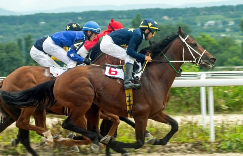 Should I Get An Off-The-Track Thoroughbred? (Read Before Buying)