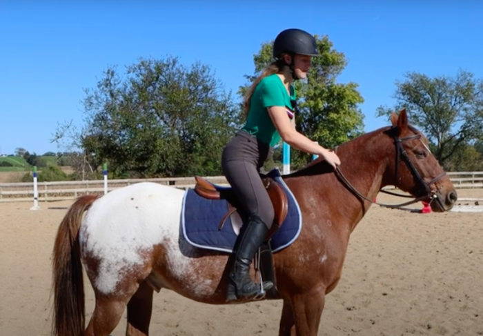 Horse Jumping 101: Best Tips For Beginners