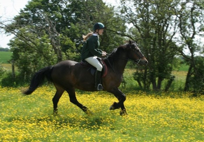 How to Ride the Canter (Step-By-Step Guide)