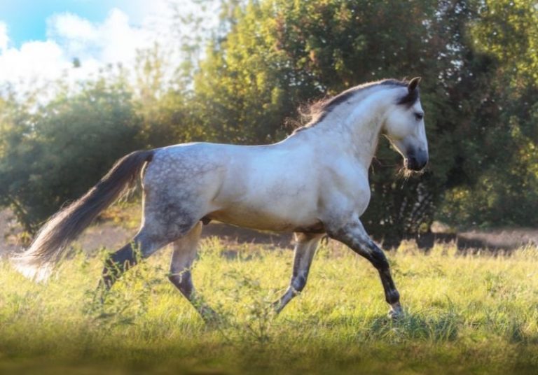 20 Prettiest Horse Breeds (With Pictures)