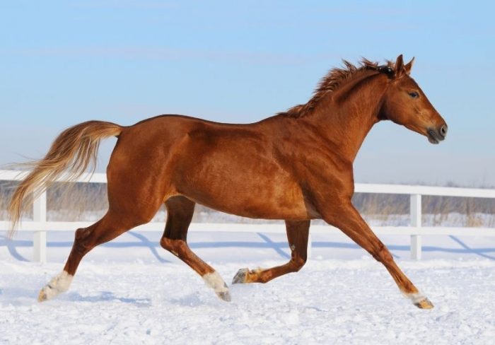 21 Common Horse Colors, Markings, & Patterns With Pictures