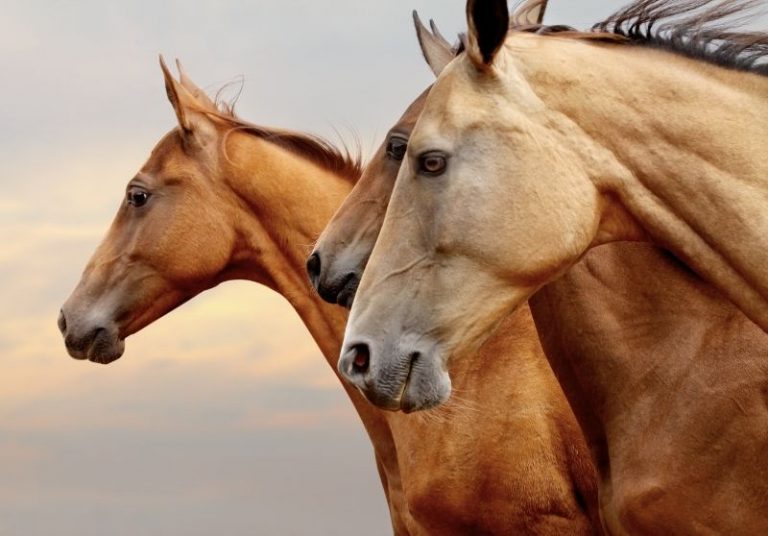 100 Horse Trivia Questions And Answers