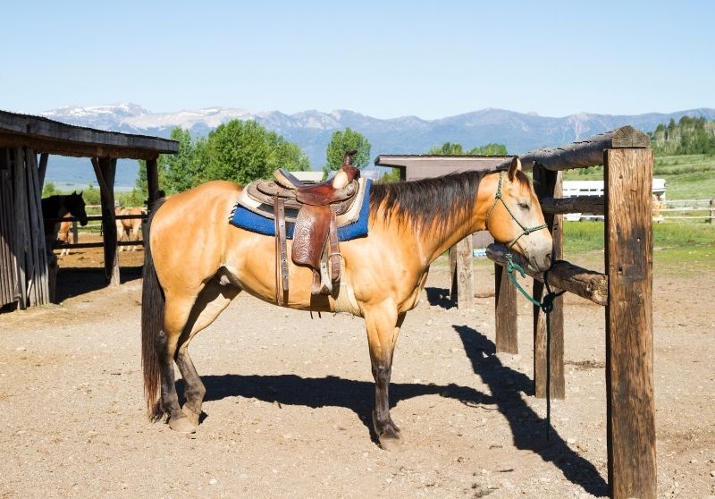 Basic Horse Knowledge Every Equestrian Should Know