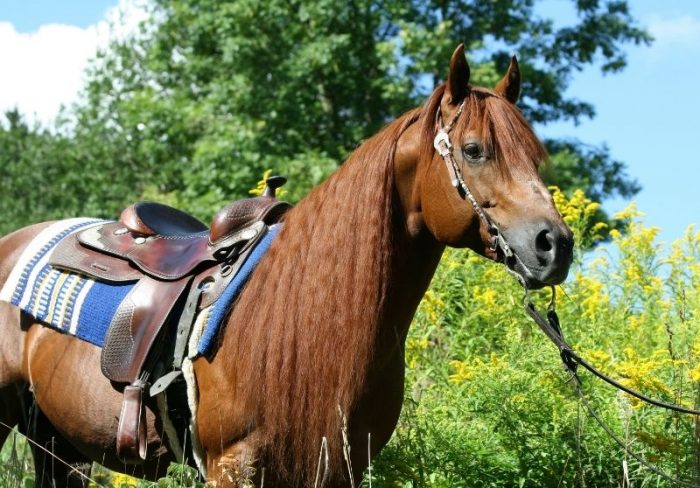 8 Top Horse Breeds For Beginners (Picked By A Horse Trainer)