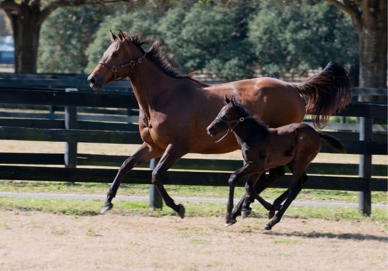 200 Show Names For Your Horse Picked By An Equestrian 200 Show Names For Your Horse Picked By An Equestrian