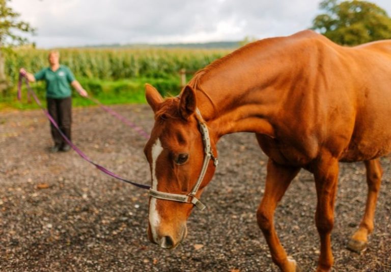 Lunge a Horse: Meaning and How To Do it