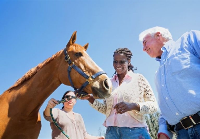 Buying A Horse Checklist: Guide For Buying Your First Horse