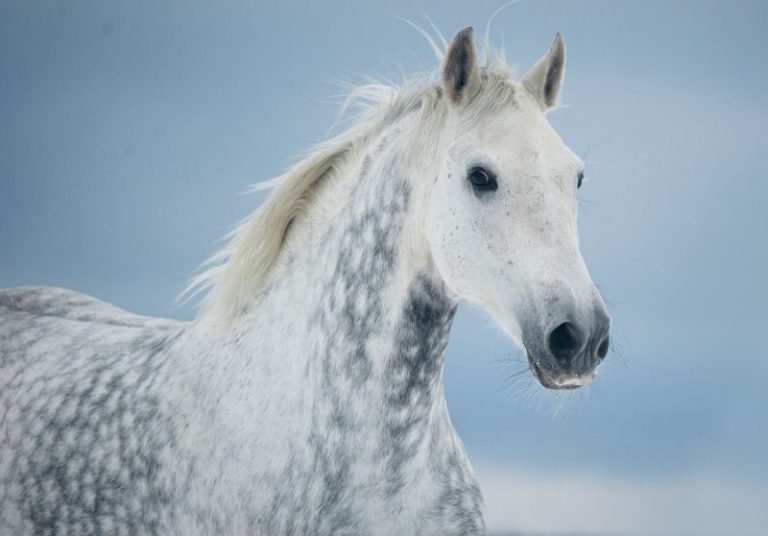 21 Common Horse Colors, Markings, & Patterns With Pictures