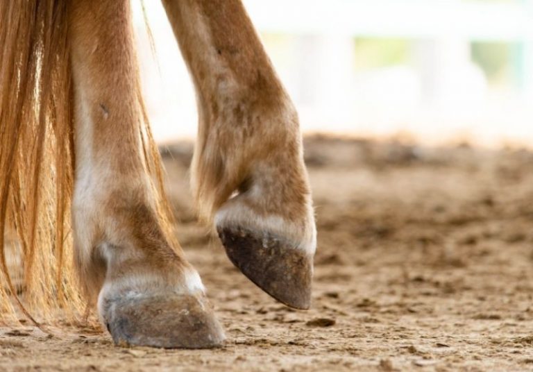 21 Common Horse Colors, Markings, & Patterns With Pictures