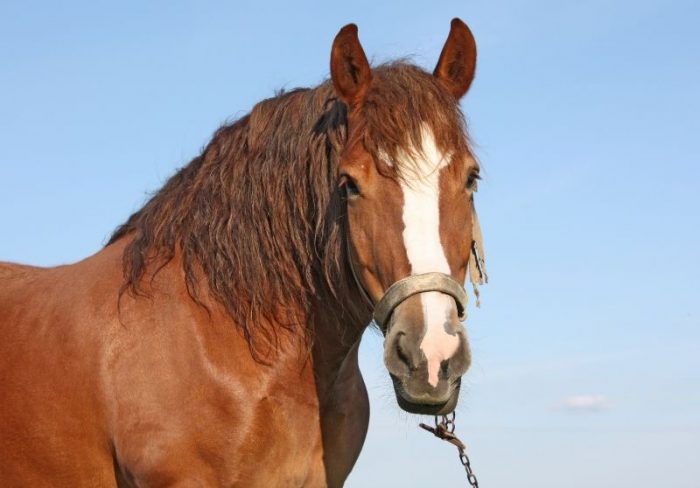21 Common Horse Colors, Markings, & Patterns With Pictures
