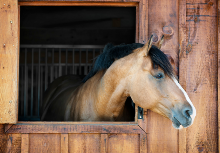 Horse Boarding Guide (Cost, Types, Common Questions)