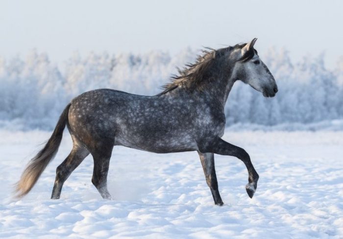 Dapple Grey Horses: Facts, Breeds, Origins, and Colors