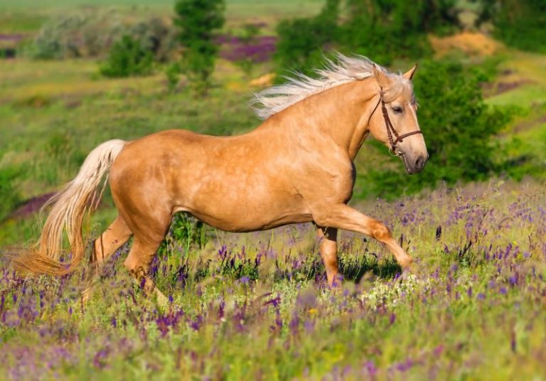 Palomino Horses - Colors, Price, Facts and Origins