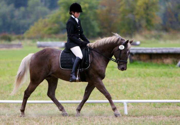 Palomino Horses - Colors, Price, Facts and Origins