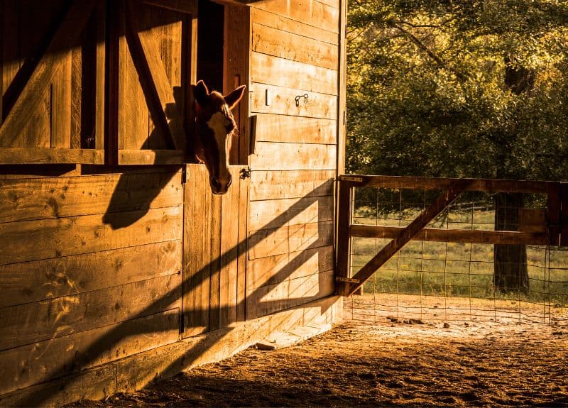 Horse Farm Names 100 Best Horse Farm Name Ideas Horse Farm Names 100 Best Horse Farm Name Ideas