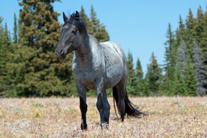 What Is A Blue Roan Horse? Colors & Breeds (With Pictures)