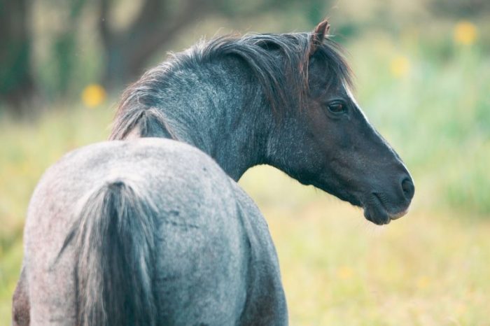 What Is A Blue Roan Horse? Colors & Breeds (With Pictures)