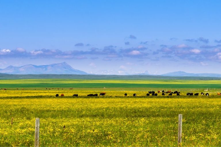 Where Is Heartland Filmed? Filming Locations And Fun Facts