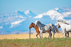 Where Is Heartland Filmed? Filming Locations And Fun Facts