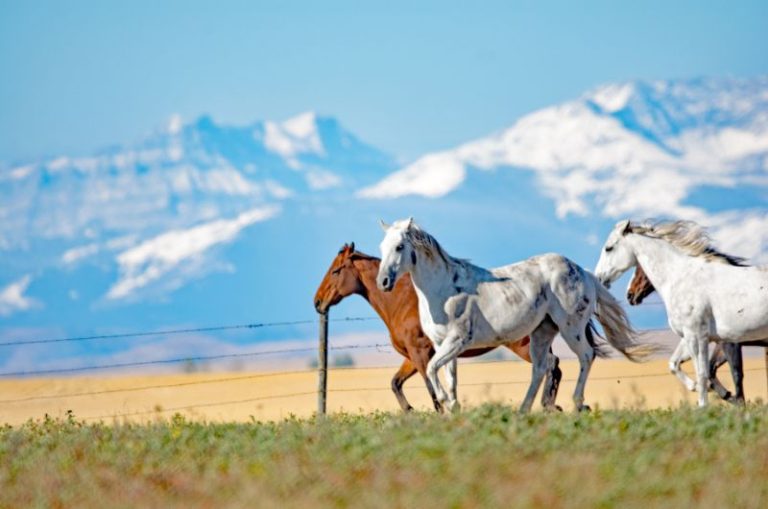 Where Is Heartland Filmed? Filming Locations And Fun Facts