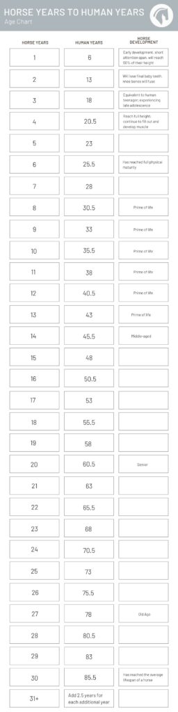 Horse Years to Human Years Chart (The Only Chart You Need)