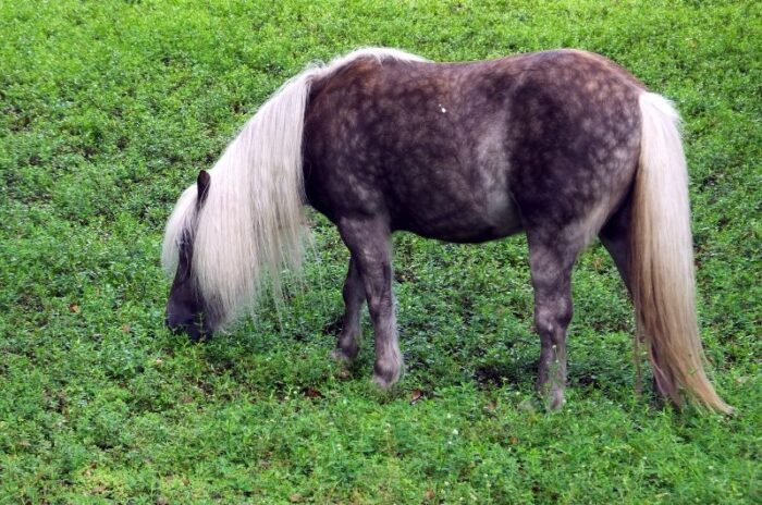 Top 10 Horse Breeds With Long Hair & Feathered Feet