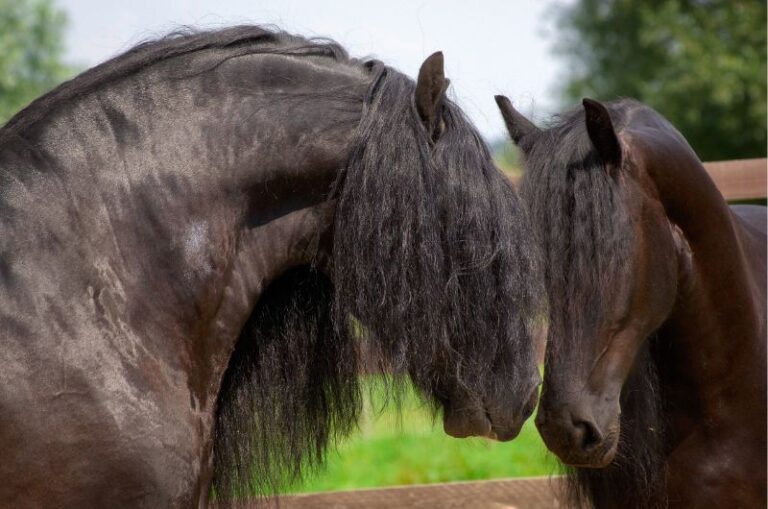 Top 10 Horse Breeds With Long Hair & Feathered Feet