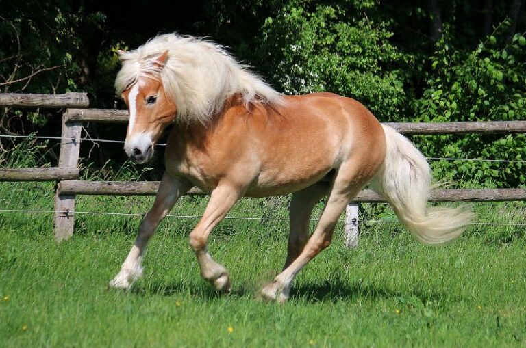 Top 10 Horse Breeds With Long Hair & Feathered Feet