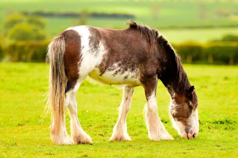 Top 10 Horse Breeds With Long Hair & Feathered Feet