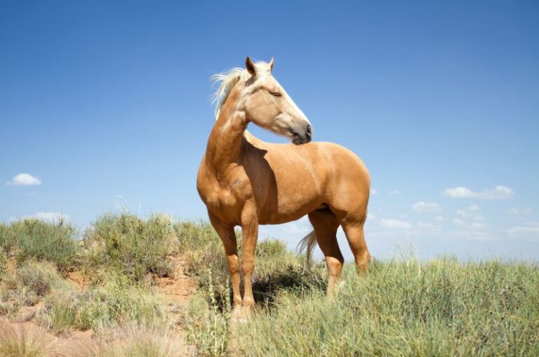 Golden Horse Breeds: 10 Horse Breeds With Gold Coats