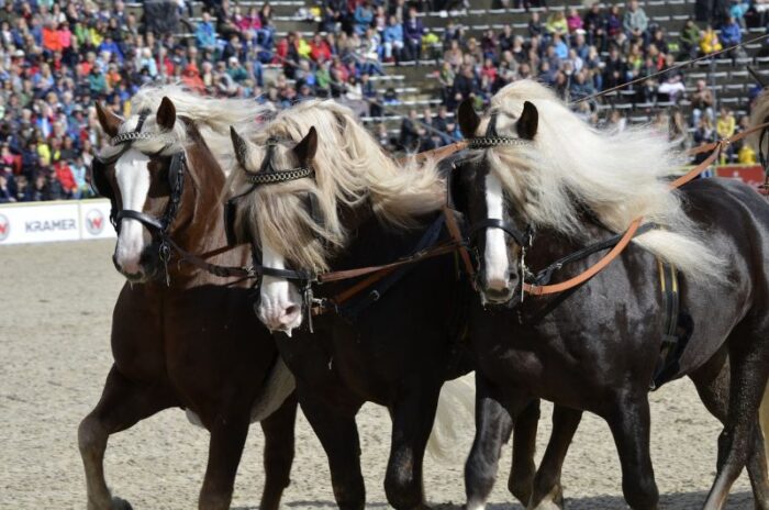 Top 10 Horse Breeds With Long Hair & Feathered Feet