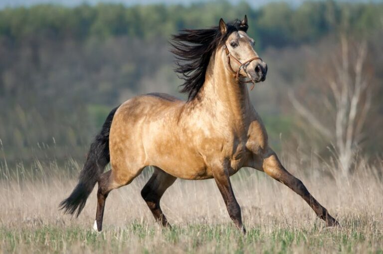 Golden Horse Breeds: 10 Horse Breeds With Gold Coats