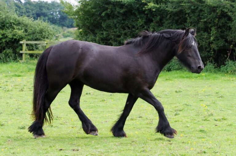 Top 10 Horse Breeds With Long Hair & Feathered Feet