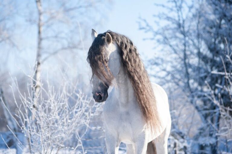 Top 10 Horse Breeds With Long Hair & Feathered Feet