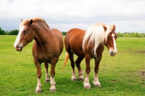 Cheap Horses: 10 Cheap Breeds & Where To Get Them